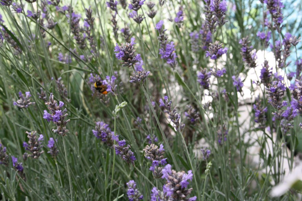 Sabes que el nombre científico es Lavanda officinalis