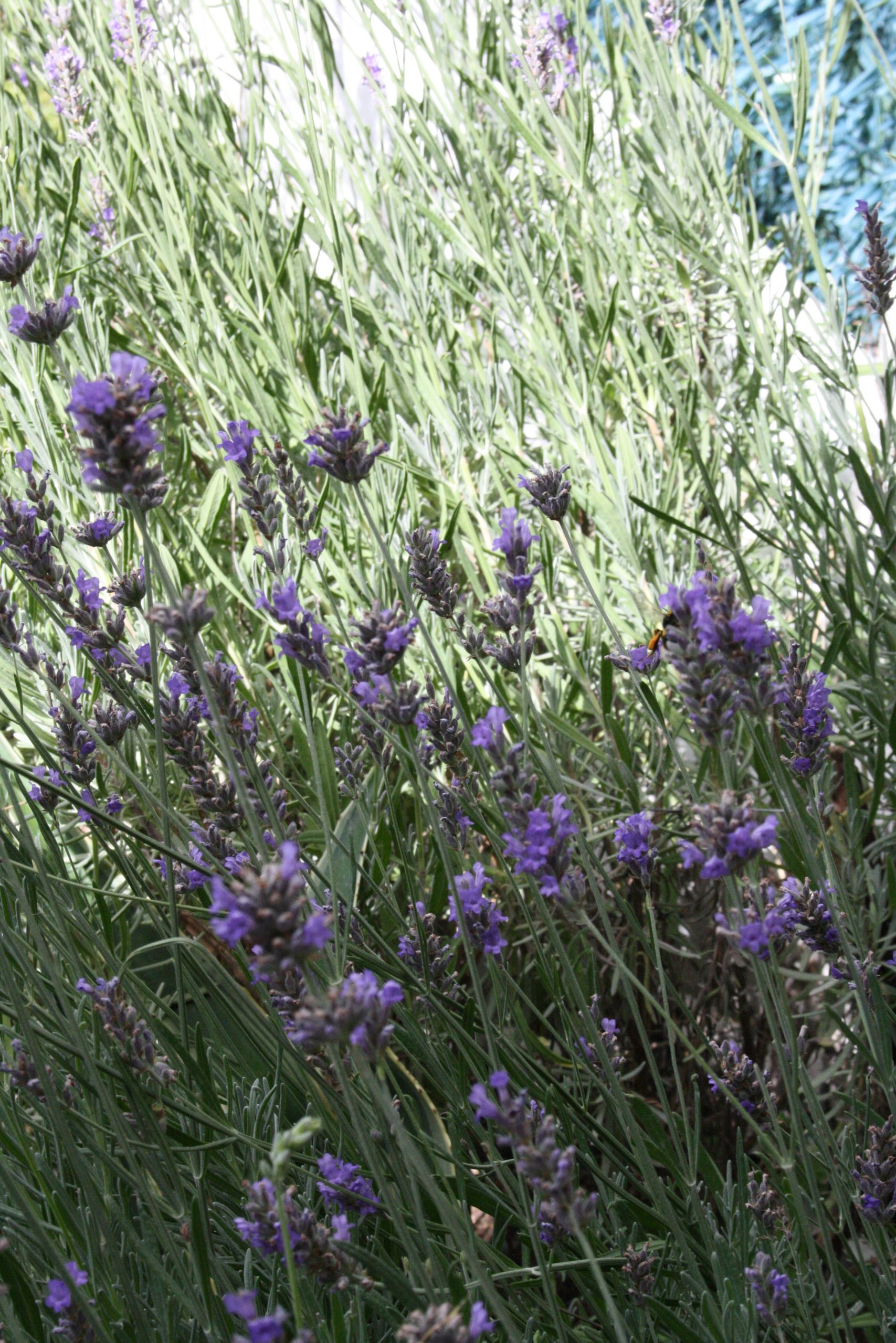 Sabes que el nombre científico es Lavanda officinalis